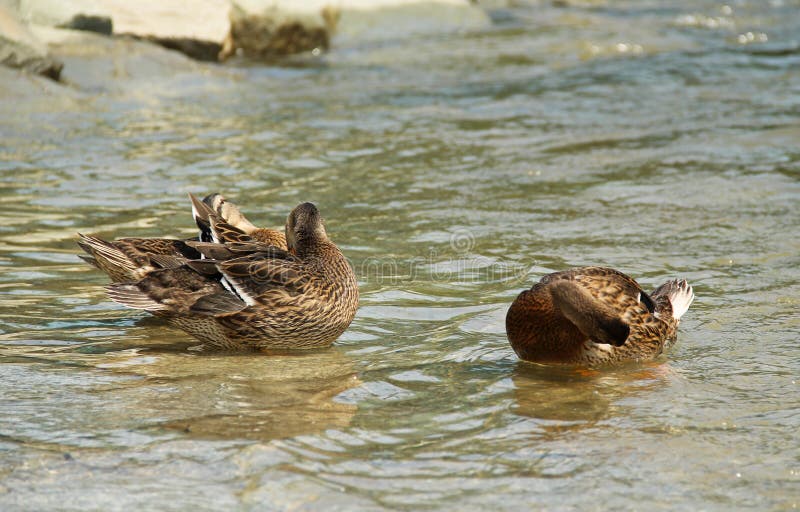 Ducks Cleaning Themselves on Lake Schwarzsee in Fribourg. Beautifully ...