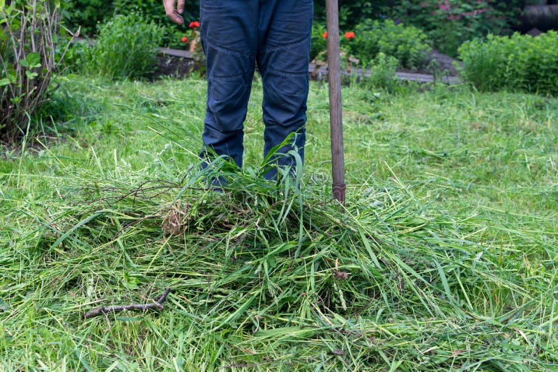 Cleaning of Mowed Grass with a Rake and Pile of Fresh Hay Stock Photo ...