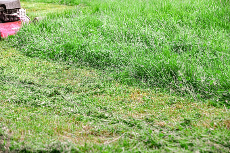 Cleaning and Mowing Lawn Green Grass in the Yard with a Home Lawn Mower ...