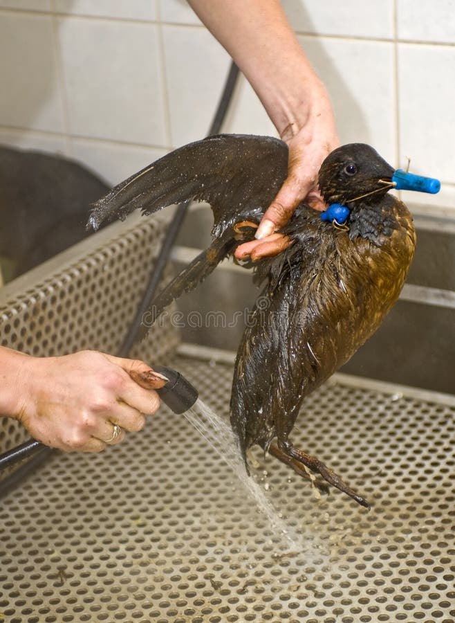 Cleaning an oil bird stock image. Image of atlantic, beak - 6991549