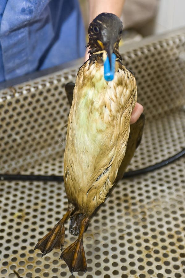 Cleaning an oil bird stock image. Image of atlantic, beak - 6991549