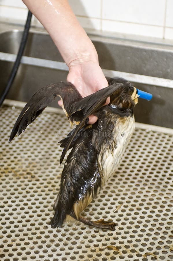 Cleaning an oil bird stock photo. Image of resisting, agent - 6991540