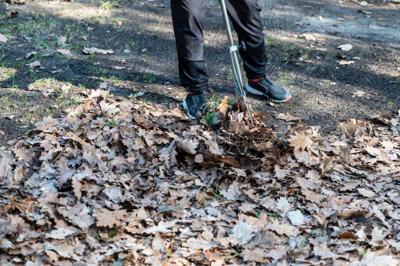Cleaning Old Leaves from the Lawn after Winter in Spring Stock Image ...