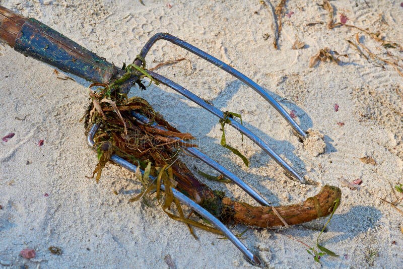 Cleaning Pitchfork with Algae and Debris on the Beach Sand Stock Photo ...