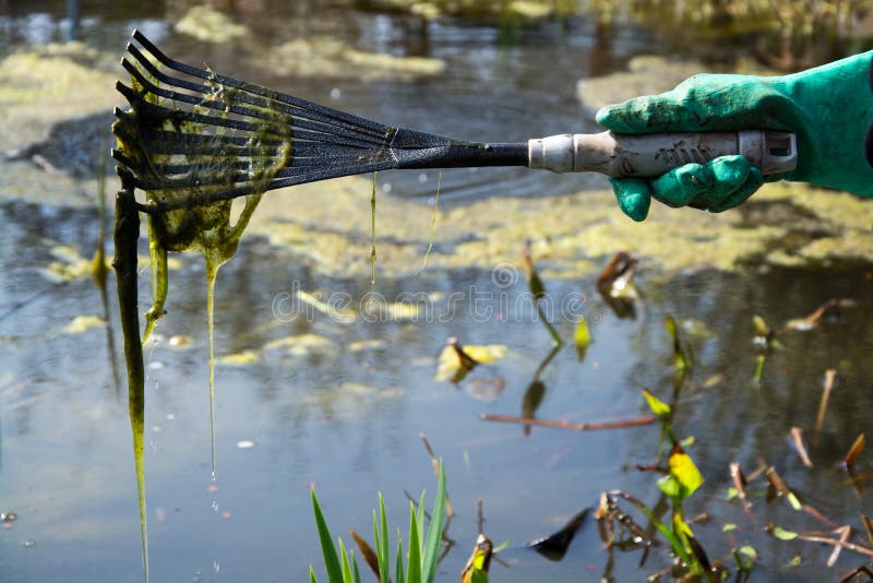 Man Cleanse His Garden Pond Stock Image - Image of living, surface ...