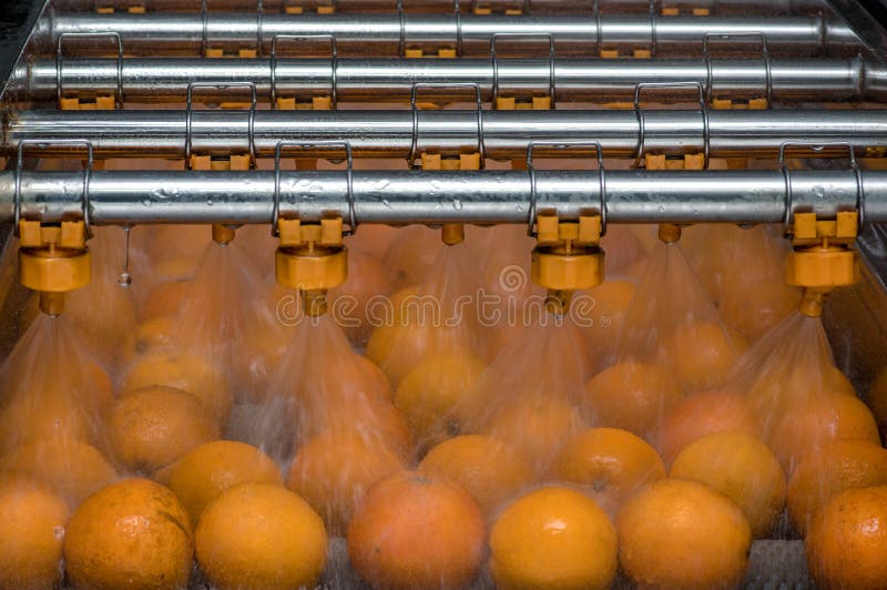 The Cleaning Process of Oranges Stock Image - Image of juice, fruit ...