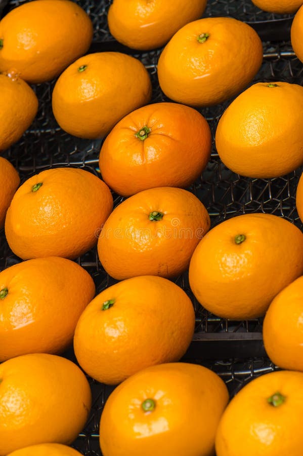 The Cleaning Process of Oranges Stock Image - Image of water ...
