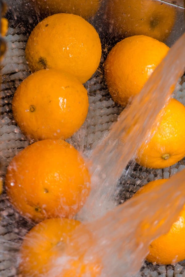 The Cleaning Process of Oranges Stock Image - Image of fresh, machinery ...
