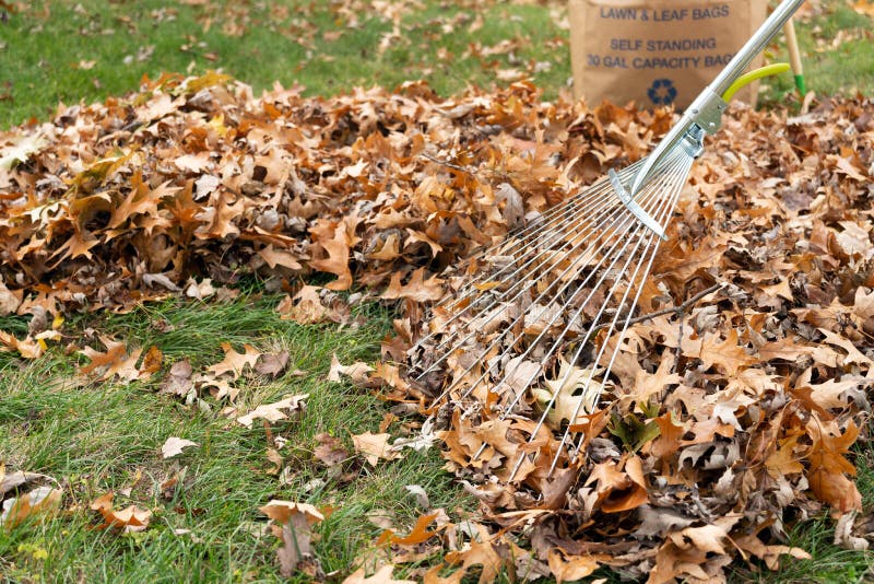 Cleaning with Rake of Autumn Leaves Stock Photo - Image of colorful ...