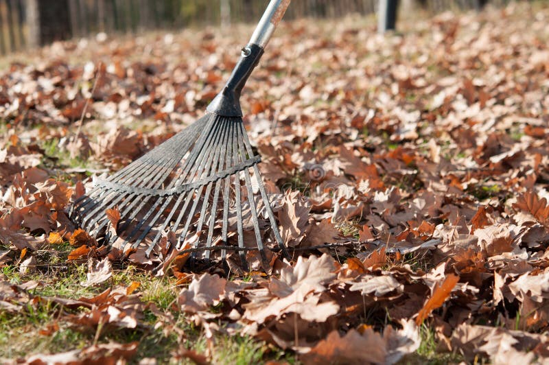 Raking the autumn leaves stock image. Image of bright - 1398851