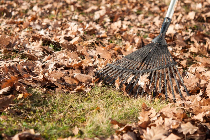 Fall leaves with rake stock image. Image of leaves, piled - 27689931