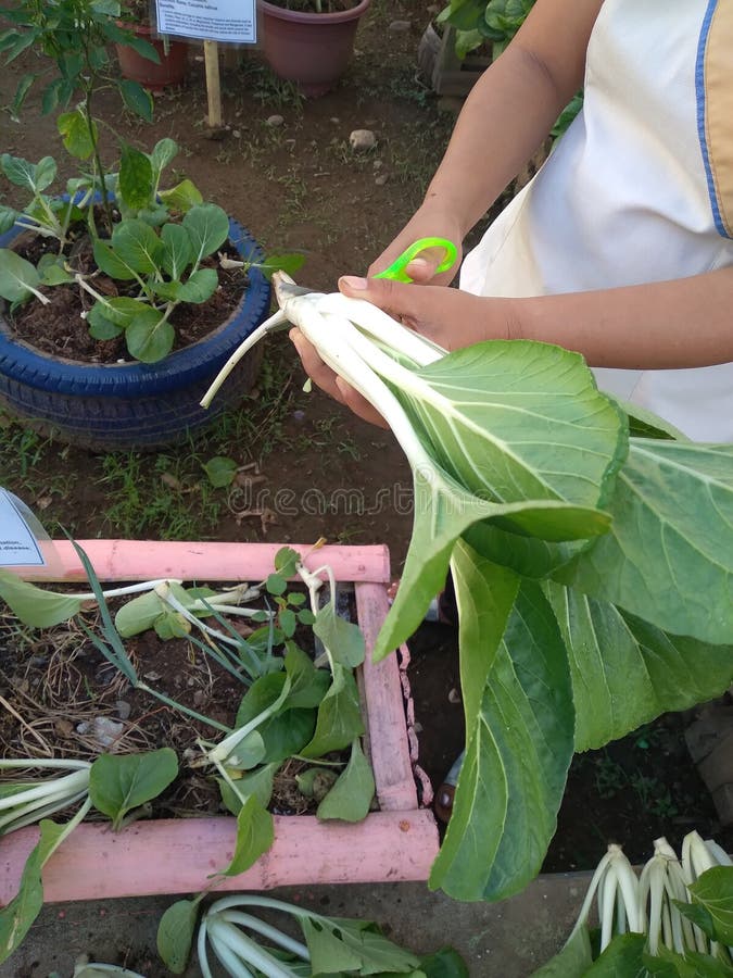 Pechay Roots Stock Photos - Free & Royalty-Free Stock Photos from ...