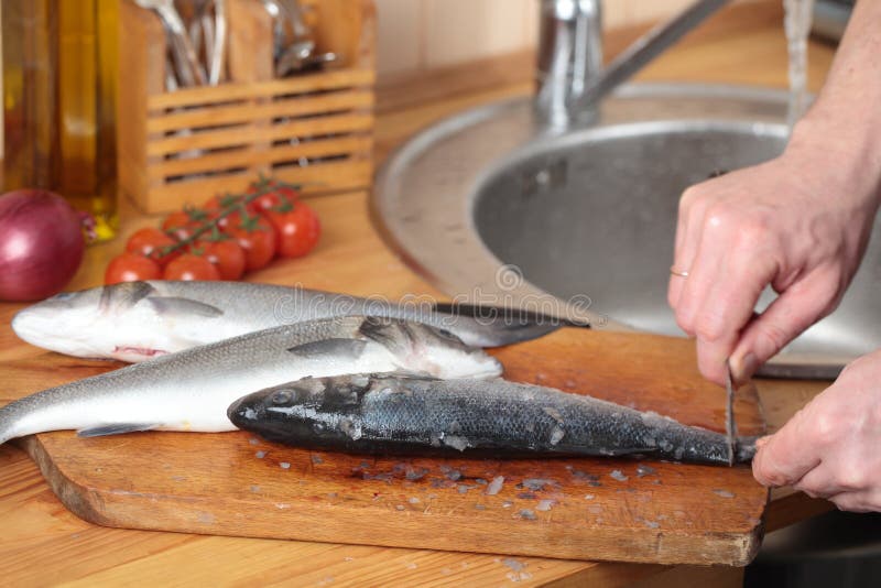 Cleaning a sea bass stock photo. Image of rustic, bass - 25320512