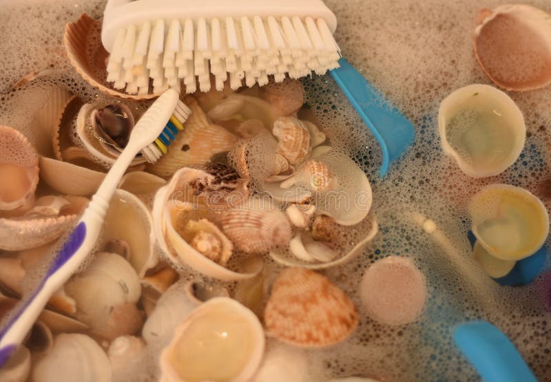 Cleaning sea shells stock photo. Image of wash, barnacle - 201490256