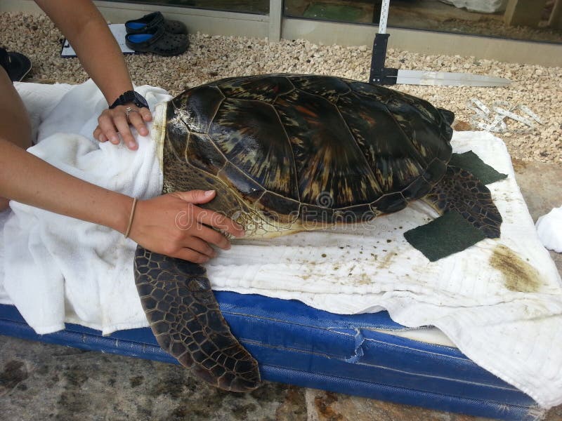 Cleaning sea turtle stock image. Image of turtle, marine - 48498679