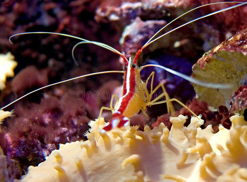 Cleaning shrimp 2 stock image. Image of warm, nature, cleaner - 4303927