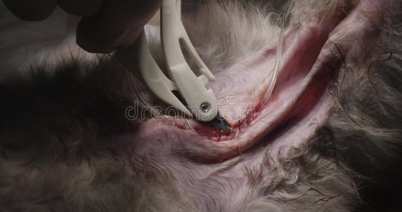Cleaning the Skin of a Cat in a Cat. Veterinary Professional Carefully ...