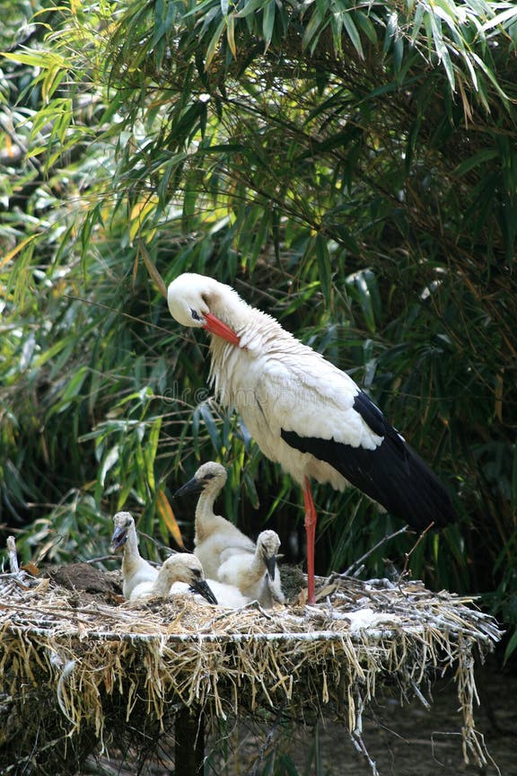 Cleaning Stork and Chickens Stock Photo - Image of bill, caressing: 2585232