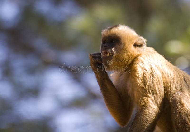 Cleaning teeth stock photo. Image of wildlife, creature - 3067806