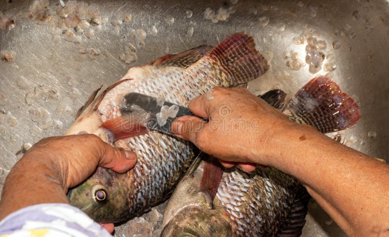 Cleaning tilapia fish stock image. Image of mammal, meat - 292292269
