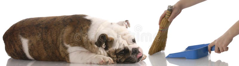 Cleaning Up after a Bad Dog Stock Image - Image of british, expression ...