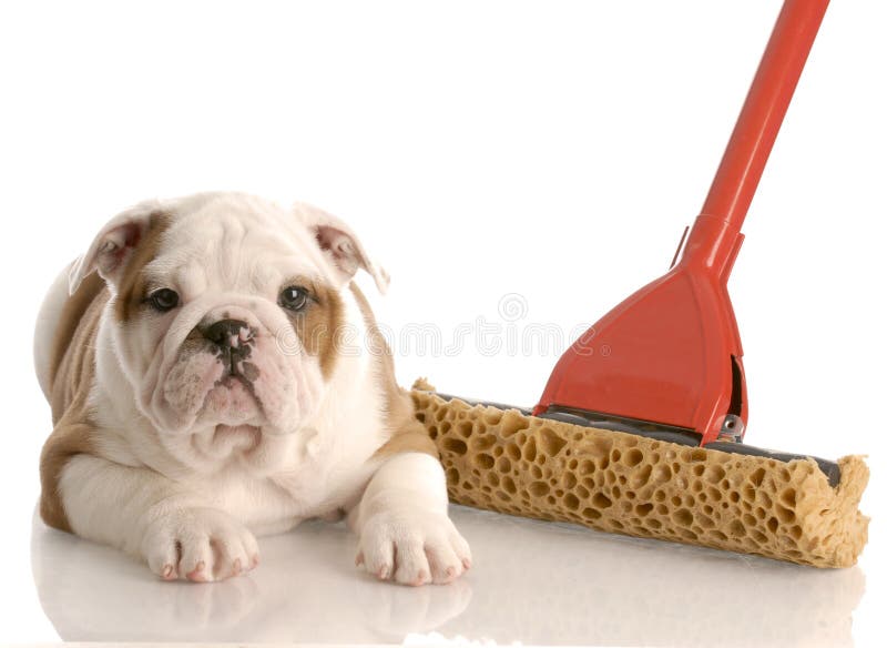 Cleaning Up after New Puppy Stock Photo - Image of bulldog, housebreak ...