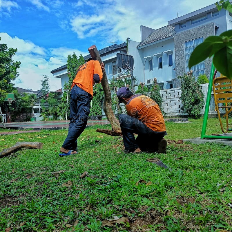 A Cleaning Worker Cutting a Fallen Tree Branch. Depok, Indonesia ...