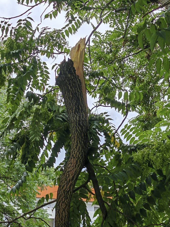 497 Wind Gust Damage Stock Photos - Free & Royalty-Free Stock Photos ...