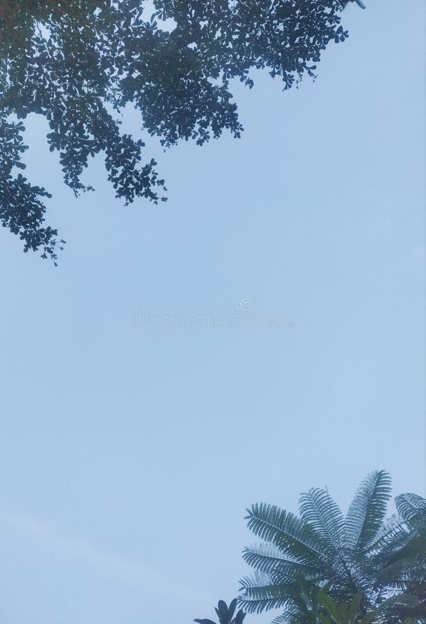 Clear Afternoon Sky between the Two Trees Stock Photo - Image of trees ...