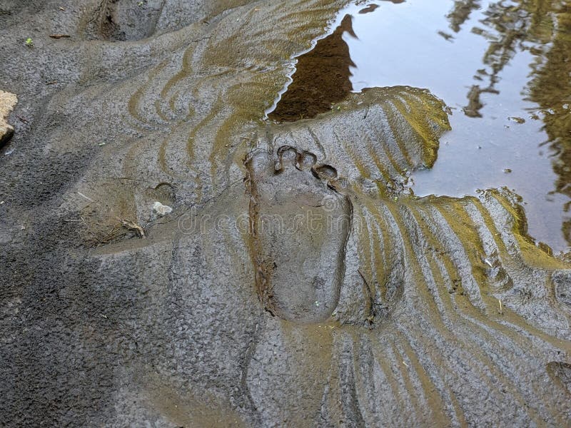 Clear Barefoot Footprint Embedded Soft Wet Mud River Stock Photos ...