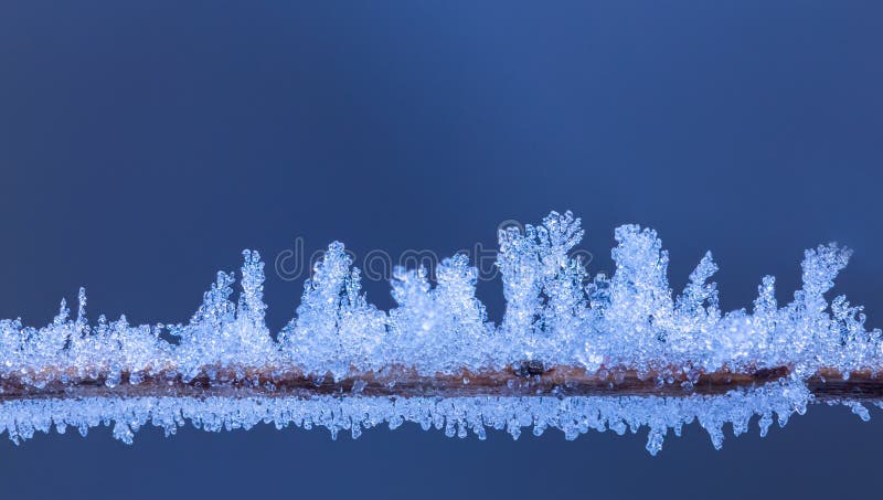 Clear Blue Crystals of Frost on the Branch Stock Photo - Image of ...