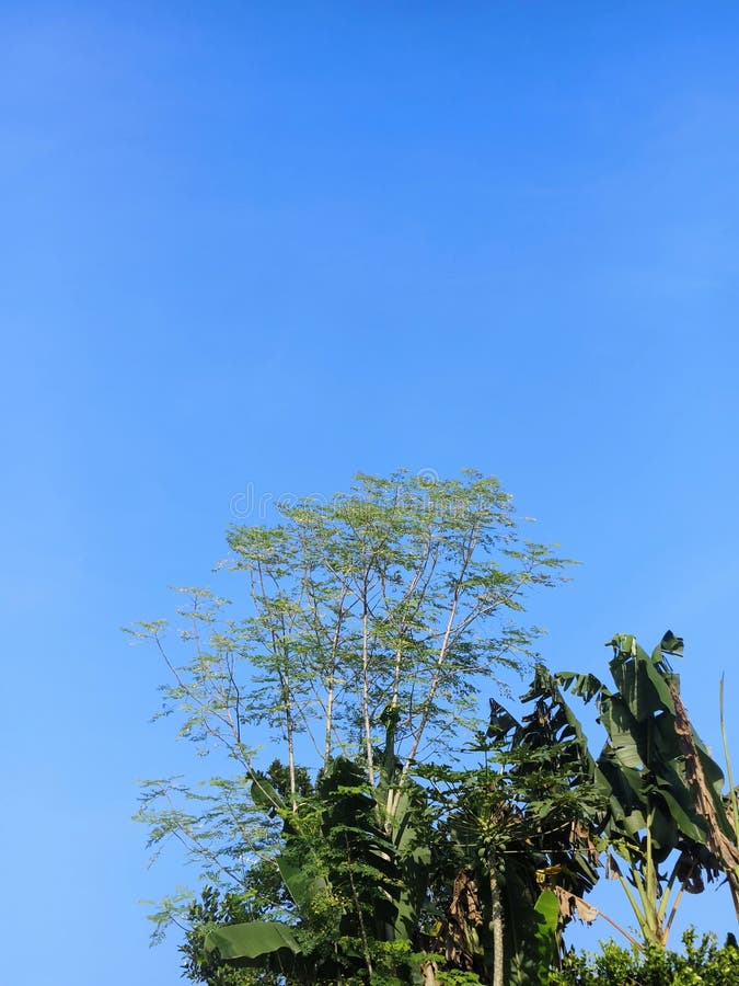 Clear Blue Sky Above Lush Green Trees. Stock Photo - Image of clear ...