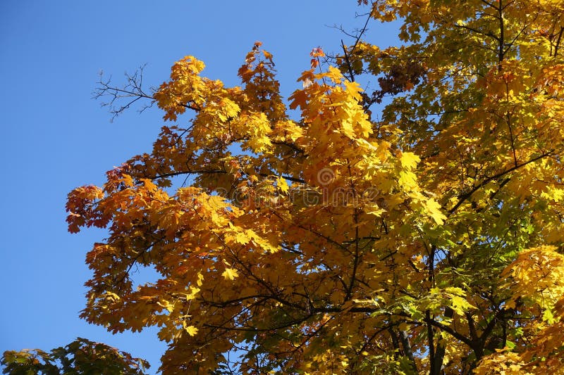 Clear Blue Sky and Autumnal Foliage of Maple in October Stock Image ...