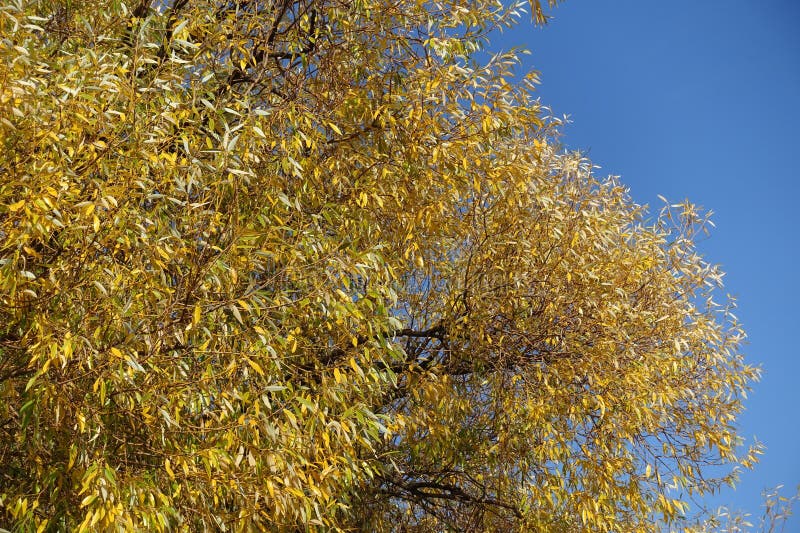 Clear Blue Sky and Autumnal Foliage of White Willow in October Stock ...