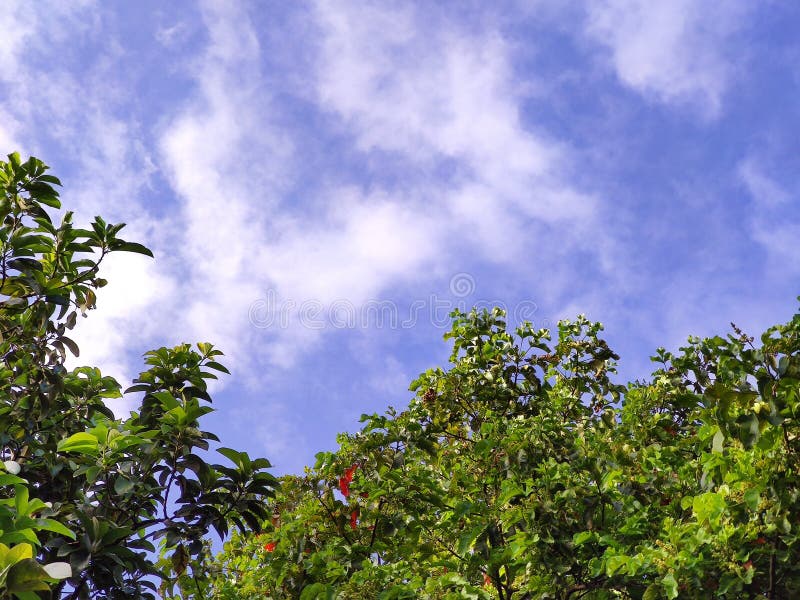 Clear Blue Sky Behind Lush Green Trees Stock Image - Image of lush ...