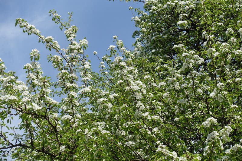 Clear Blue Sky and Blossoming Branches of Pear in April Stock Photo ...