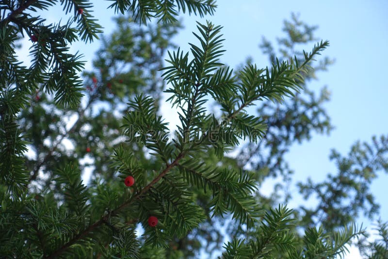 Clear Blue Sky and Branch of Yew with Red Berries Stock Image - Image ...