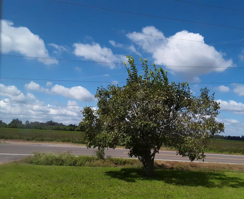 Clear Blue Sky Great View Tree in Front Yard Stock Photo - Image of ...