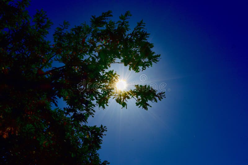 Sun Rays Beaming through the Tree Branches Stock Photo - Image of brown ...