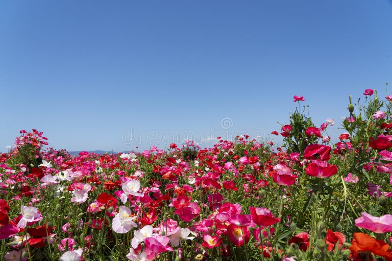 A Clear Blue Sky and a Field of Poppies Stock Photo - Image of ...