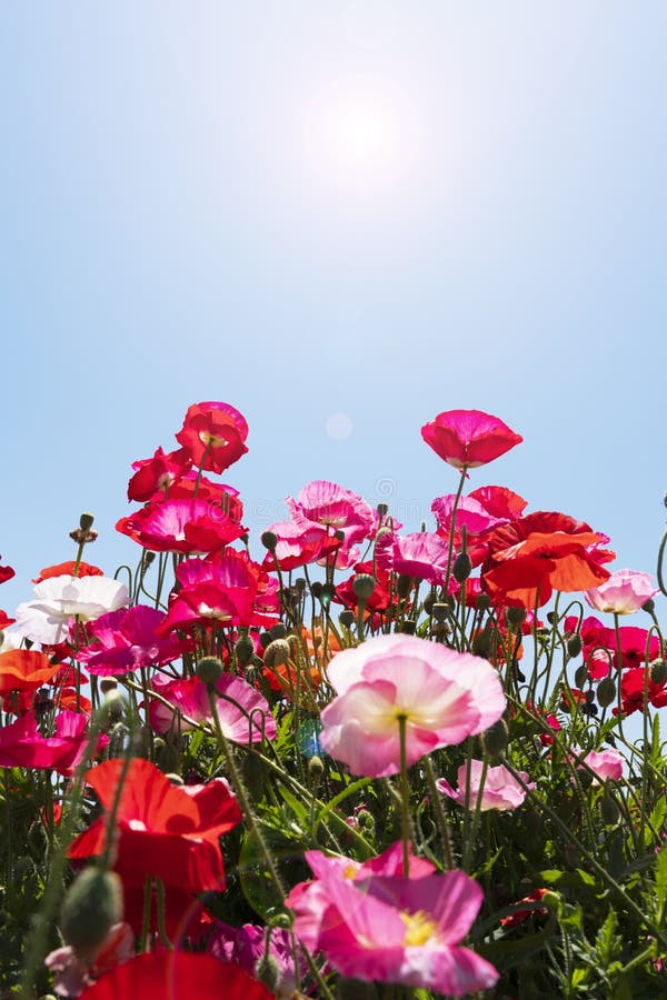 A Clear Blue Sky and a Field of Poppies Stock Photo - Image of color ...