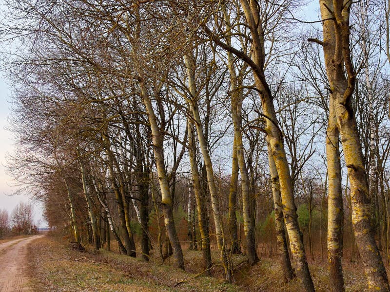 A Clear Blue Sky Forms the Backdrop for a Forest Scene with Tall, White ...