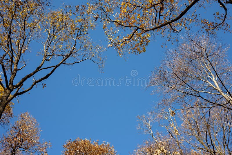 Clear Blue Sky Framed by Tree Tops Stock Photo - Image of treetop, wood ...