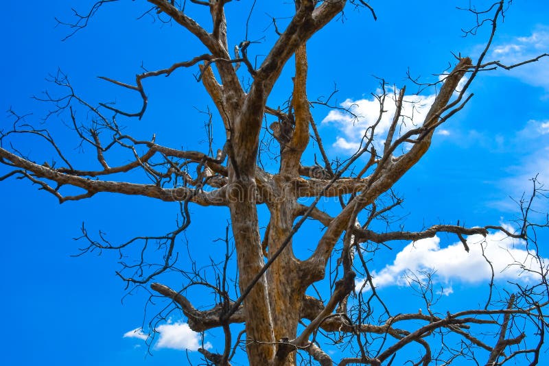 Clear Blue Sky is Looking Beautiful Behind Dry Tree 2. Stock Image ...