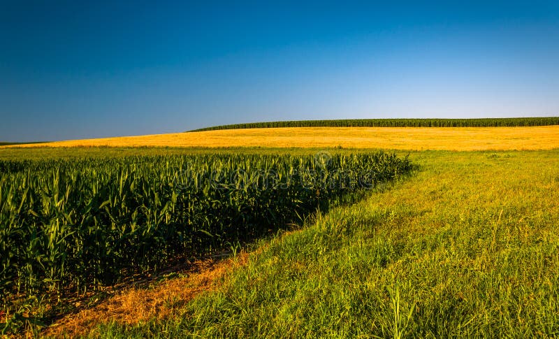 Corn Fields and Rolling Hills in Rural York County, Pennsylvania Stock ...