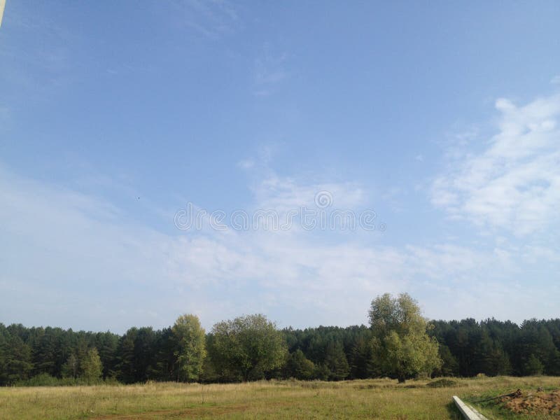 Clear Blue Sky Over a Forest Glade Stock Photo - Image of single ...