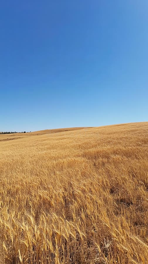 Clear Blue Sky Over a Golden Field of Wheat. Stock Photo - Image of ...
