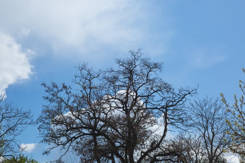 Clear Blue Sky, Realistic Sky with Clouds Stock Image - Image of front ...