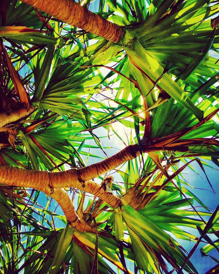Under the pandanus trees stock image. Image of pandanus - 114468955