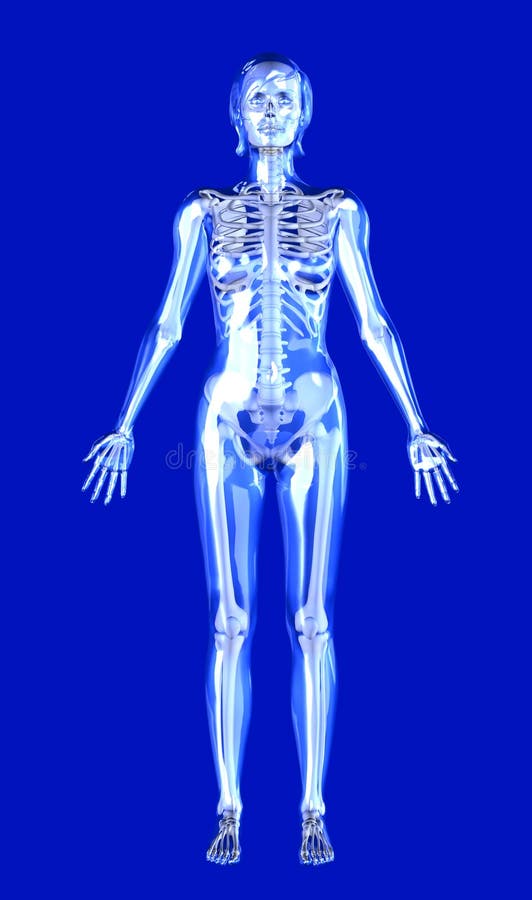 Female Skeleton with Transparent Muscles - with Clipping Path Stock ...